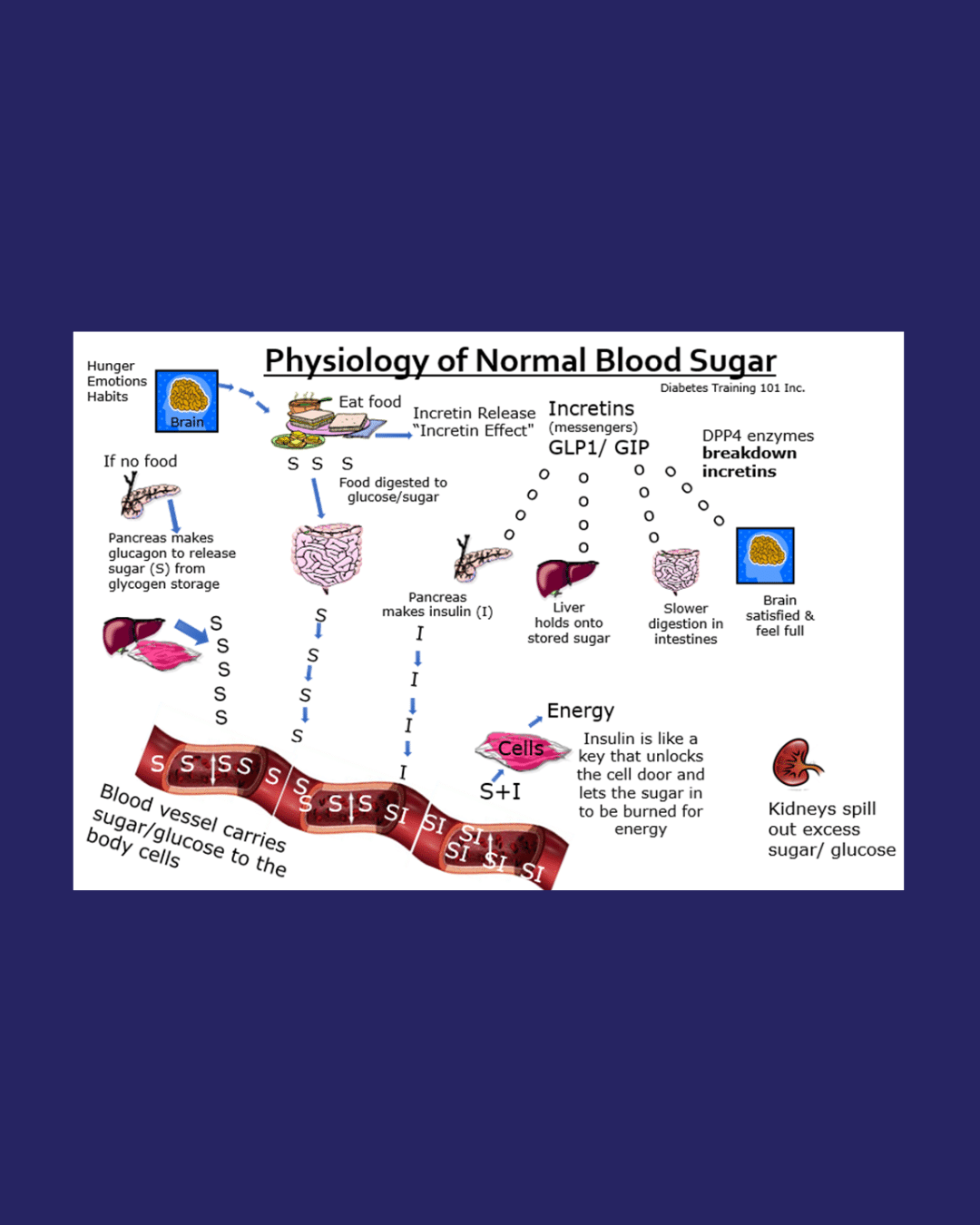 The Realities of Type 2 Diabetes Remission: Part 1 Physiology ...
